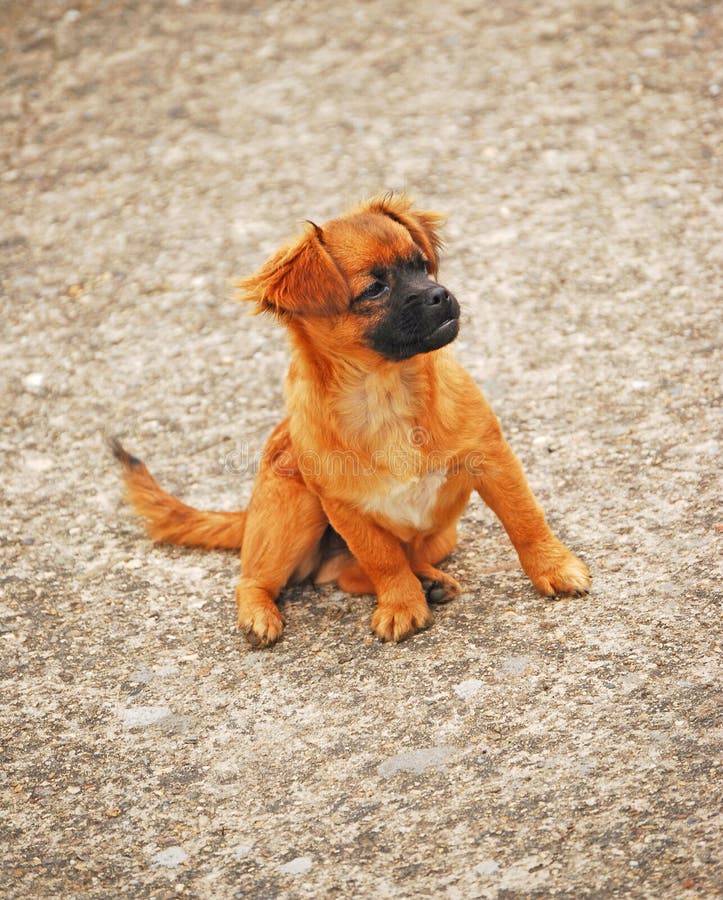 Curious Dog stock photo. Image of children, pets, tail - 16373642