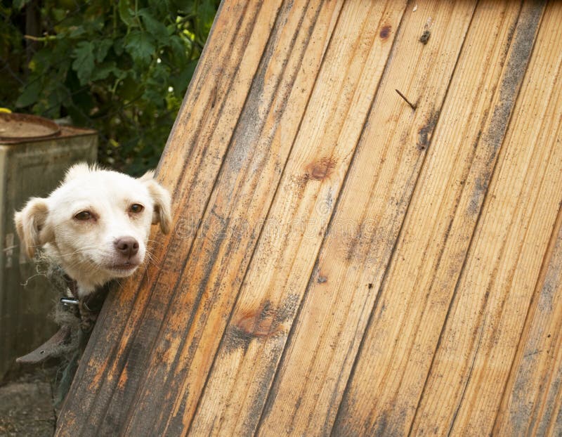 Curious dog stock image. Image of head, doghouse, rest - 16805599