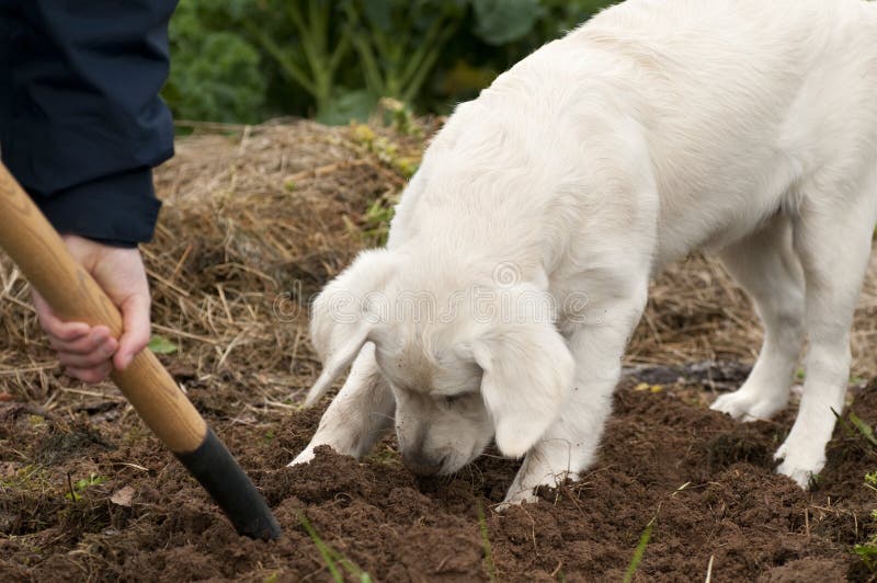 Golden Retriever Dog Digging Hole Stock Image - Image of digging ...
