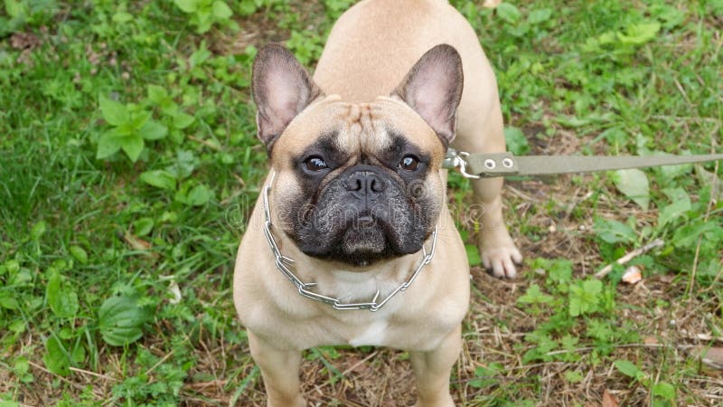 Curious dog barbos stock photo. Image of colors, guiet - 155003772