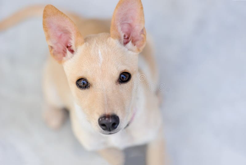 Curious Dog stock photo. Image of closeup, adorable - 101018654