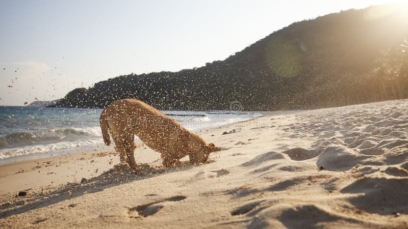 Curious Dog Digging Deep Hole on Beach Stock Photo - Image of cute ...