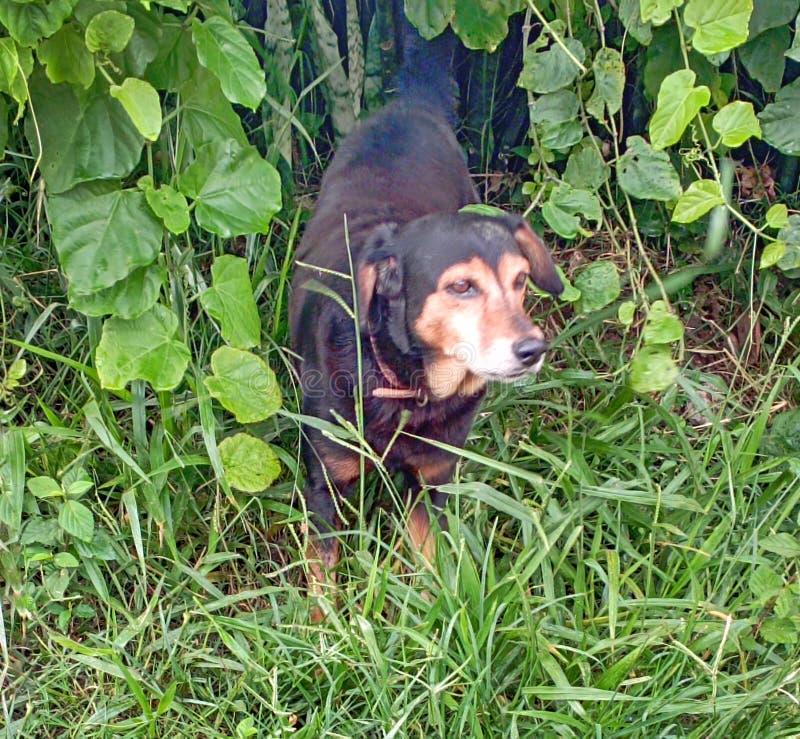 Curious dog stock photo. Image of funny, green, healthy - 267329190