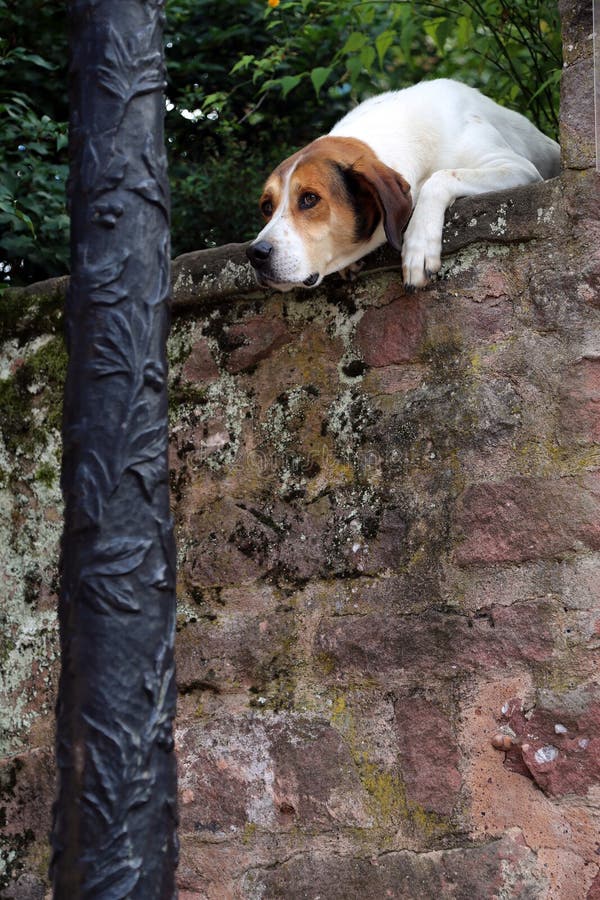 Curious Dog Looking Over The Wall Stock Photo - Image of curious ...