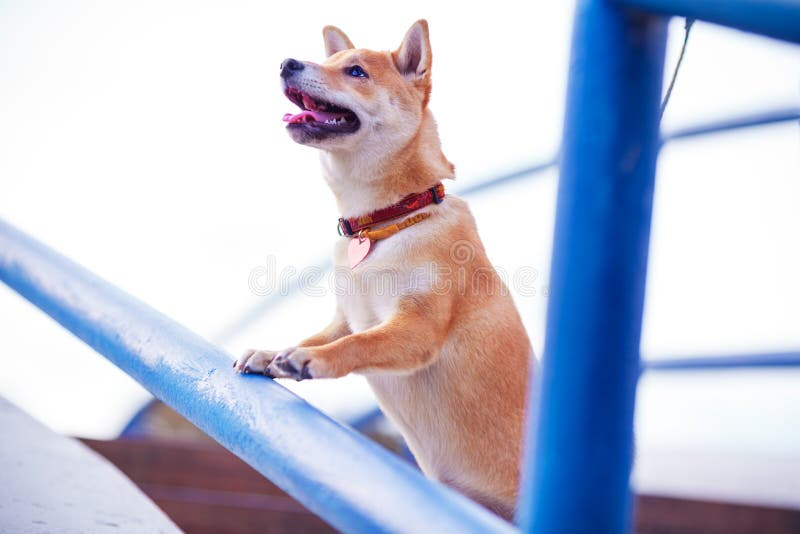 Curious Dog Looking for Smth on Blue Stairs Stock Photo - Image of ...