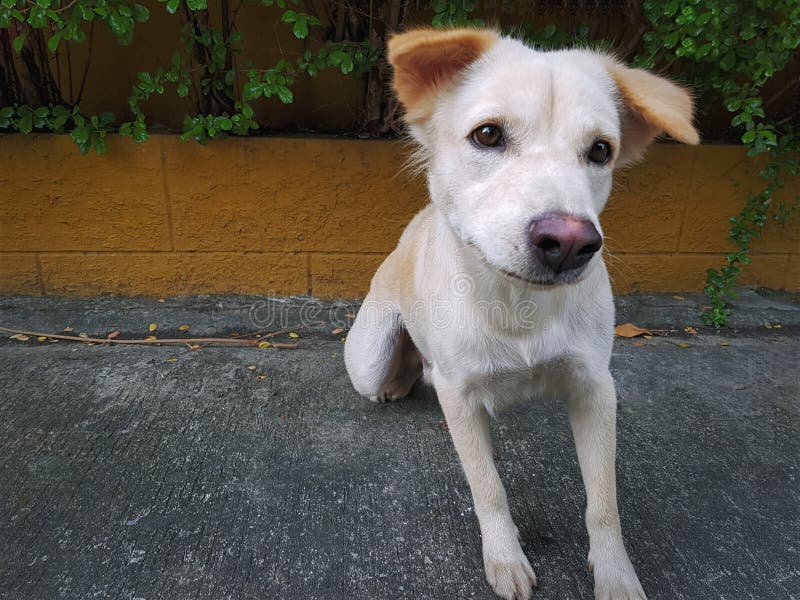 Curious Dog Looking at Something Stock Image - Image of puppy, happy ...
