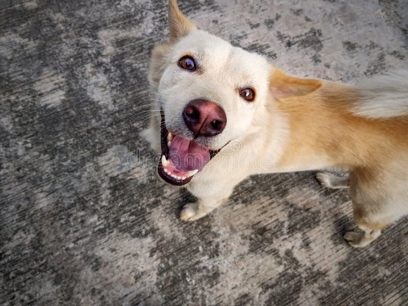 Curious Dog Looking Up at Camera Stock Photo - Image of cute, small ...