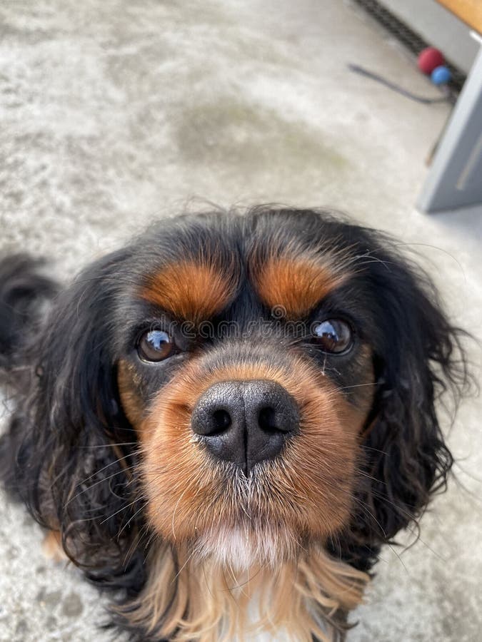 Curious Dog stock photo. Image of curious, mammal, purebred - 179428766