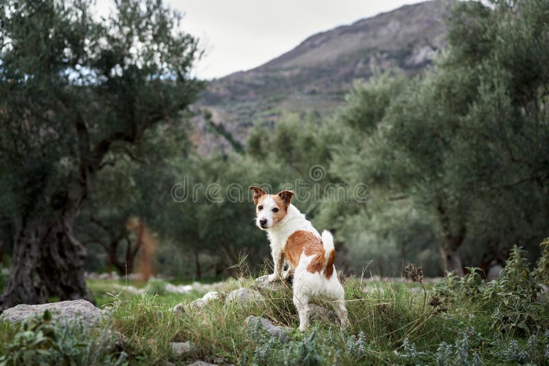 A Curious Jack Russell Terrier Dog Pauses in a Rustic Mountain ...