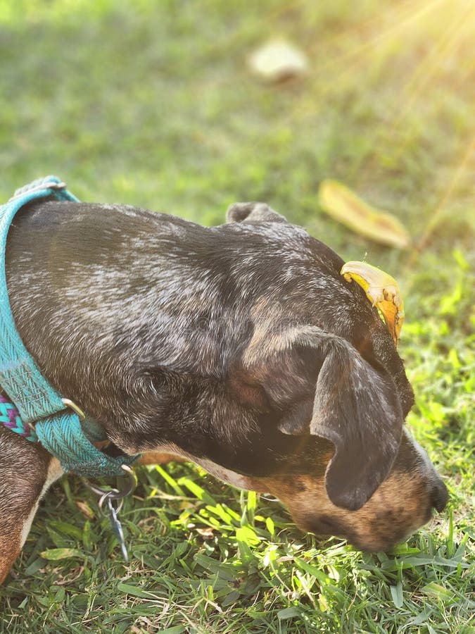 Curious dog with sun rays stock image. Image of bird - 270489135