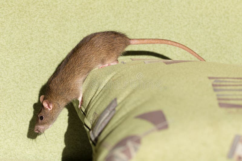246 Rat Couch Stock Photos - Free & Royalty-Free Stock Photos from ...