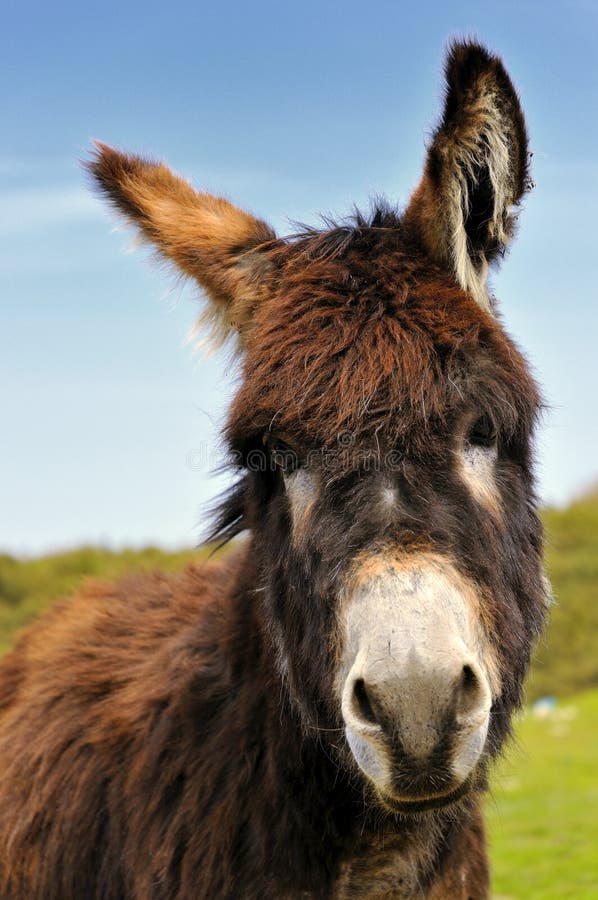 Donkey and crow stock image. Image of donkey, dust, sand - 39799685