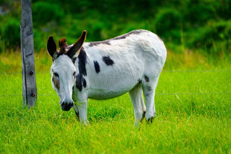 A Curious Donkey Standing in a Lush Green Pasture, Looking at the Camera. Stock Image - Image of ...