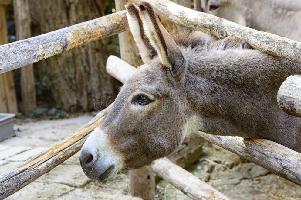 Curious donkey staring stock image. Image of donkey, sardinia - 56821051