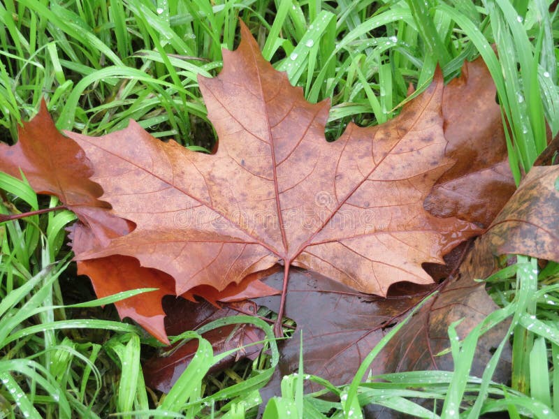 Curious Dried Leaves Fallen Tree End Autumn Period Cycle Stock Photos ...