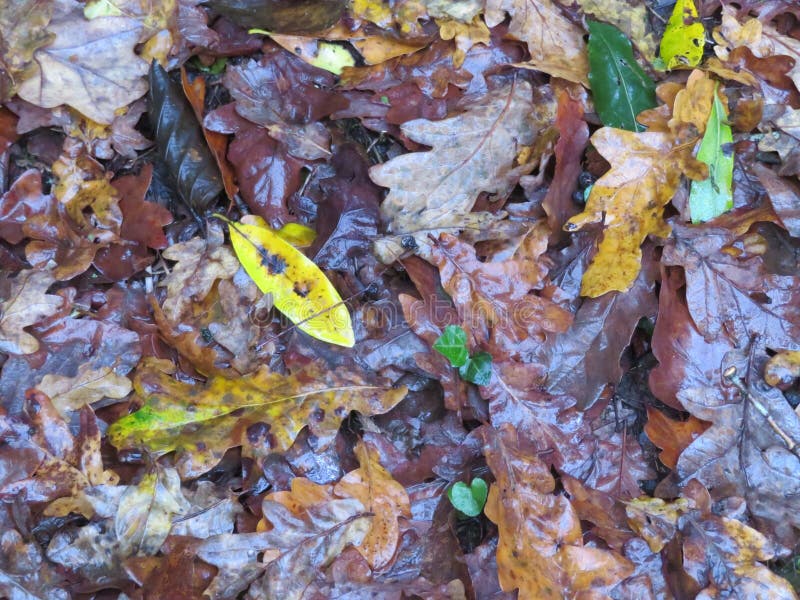 Curious Dried Leaves Fallen from the Tree End Autumn Period Cycle Stock ...