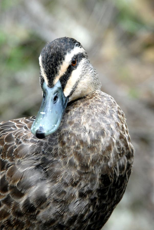 Curious Duck stock photo. Image of lone, single, still - 1945348