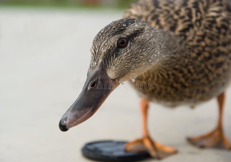 Curious duck stock image. Image of looking, feathers, pose - 9238381