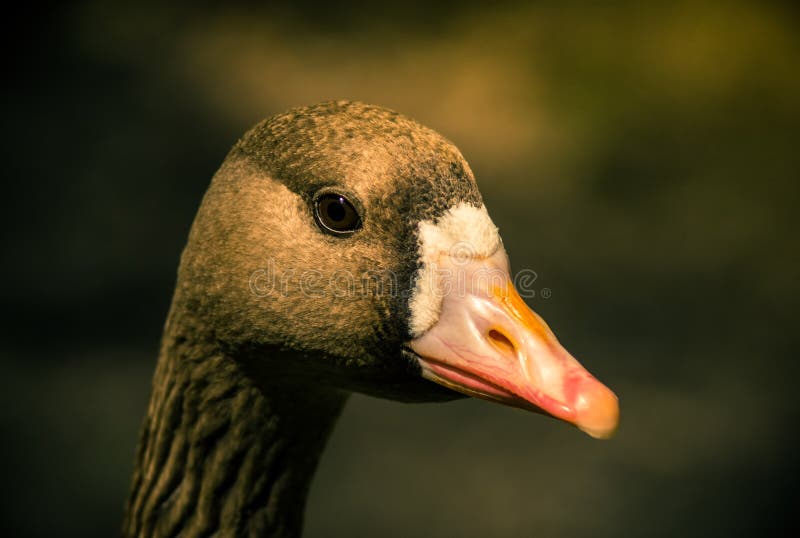 Curious duck stock image. Image of water, goose, duck - 72057245