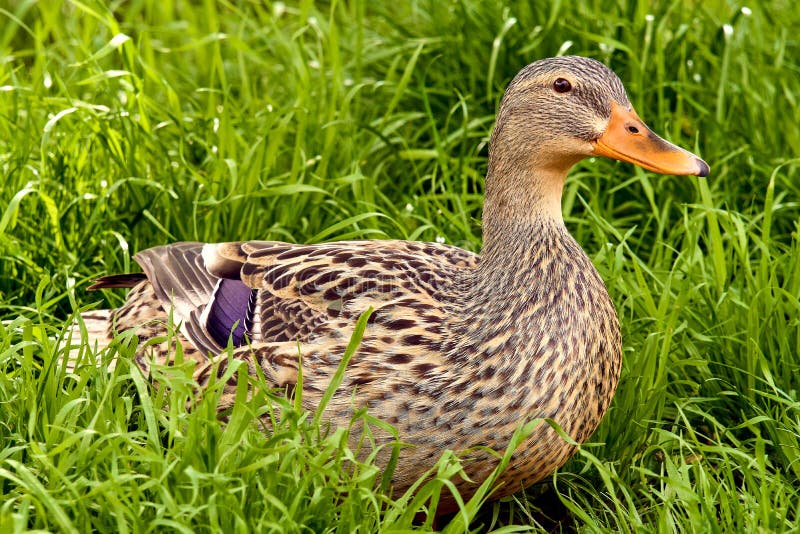 Curious duck on pond stock photo. Image of swim, mallard - 74785456
