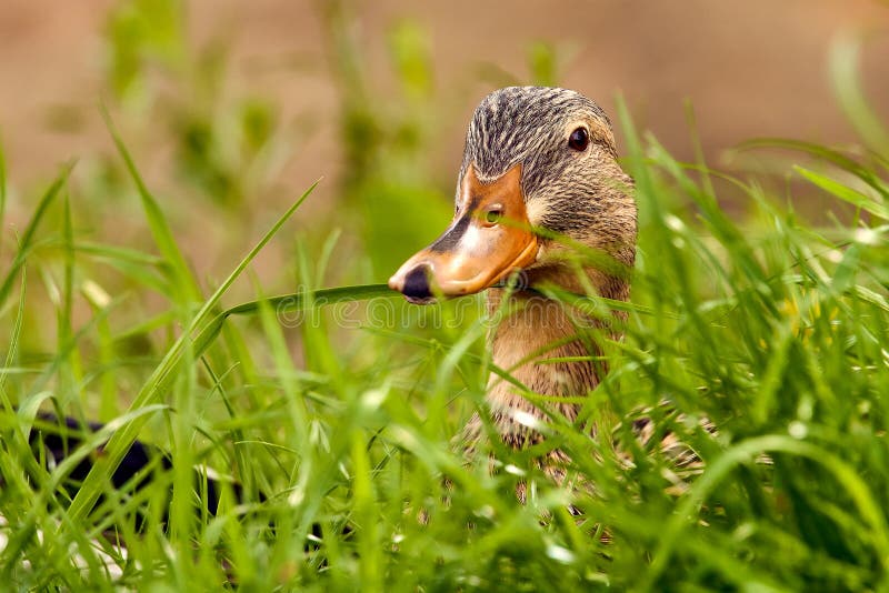 Curious duck in the grass stock photo. Image of curious - 228827414