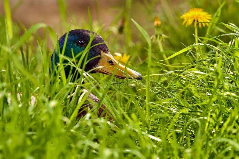 Curious duck in the grass stock image. Image of closeup - 228827595