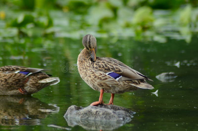 Curious duck on pond stock photo. Image of swim, mallard - 74785456