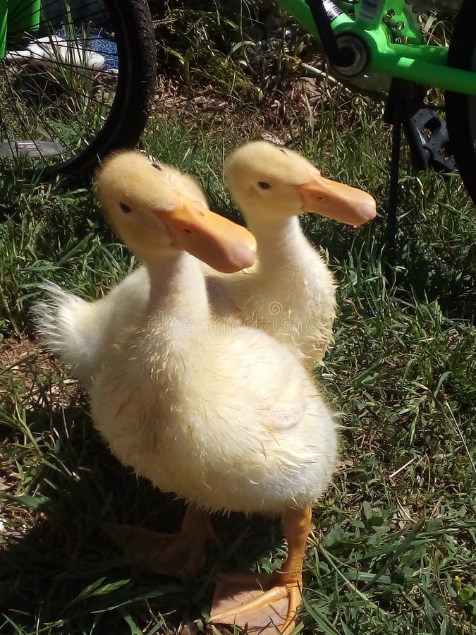Curious Ducks on the Surface of Crystal-clear Lake Stock Image - Image ...