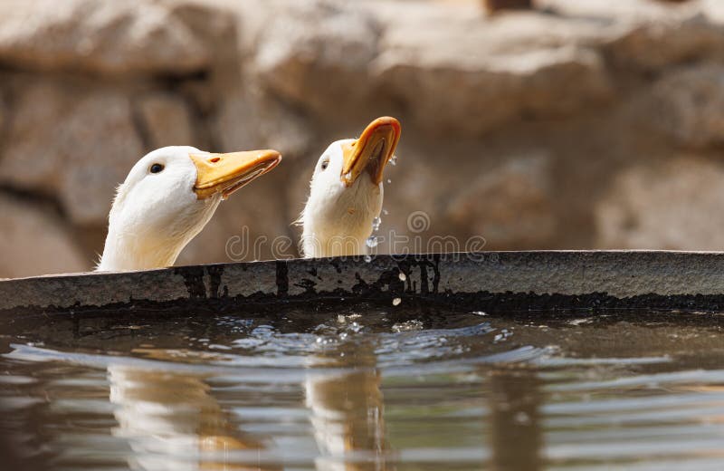 Curious Ducks Splashing in Tranquil Water at a Charming Russian Farm ...