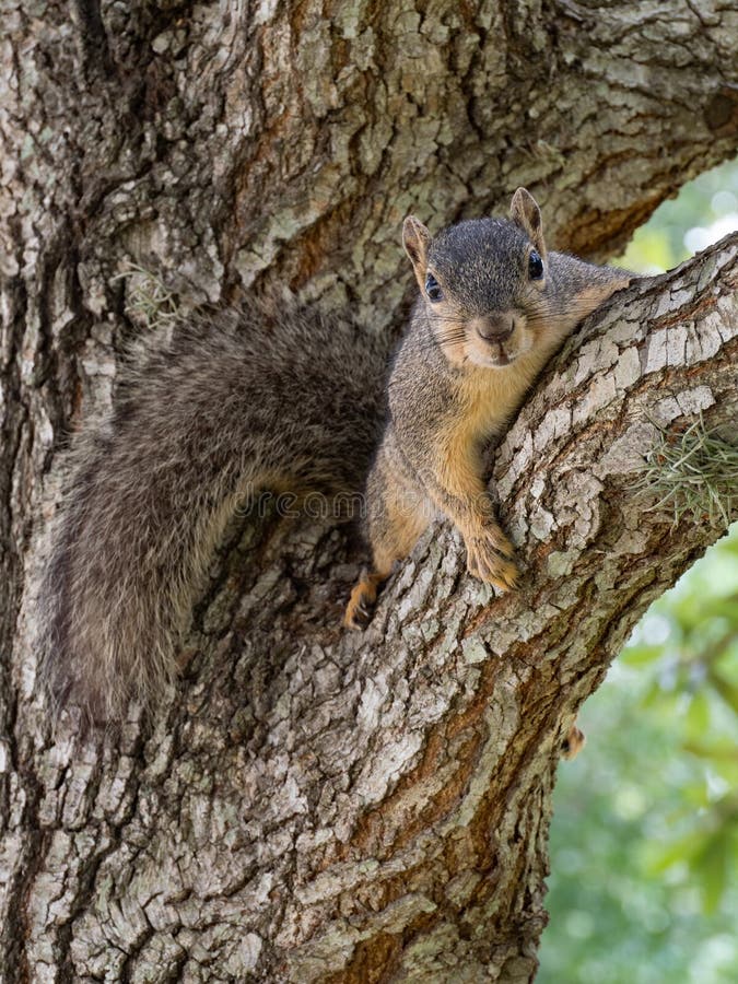 A Curious Eastern Gray Squirrel Perched on a Limb of a Lie Oak Tree ...