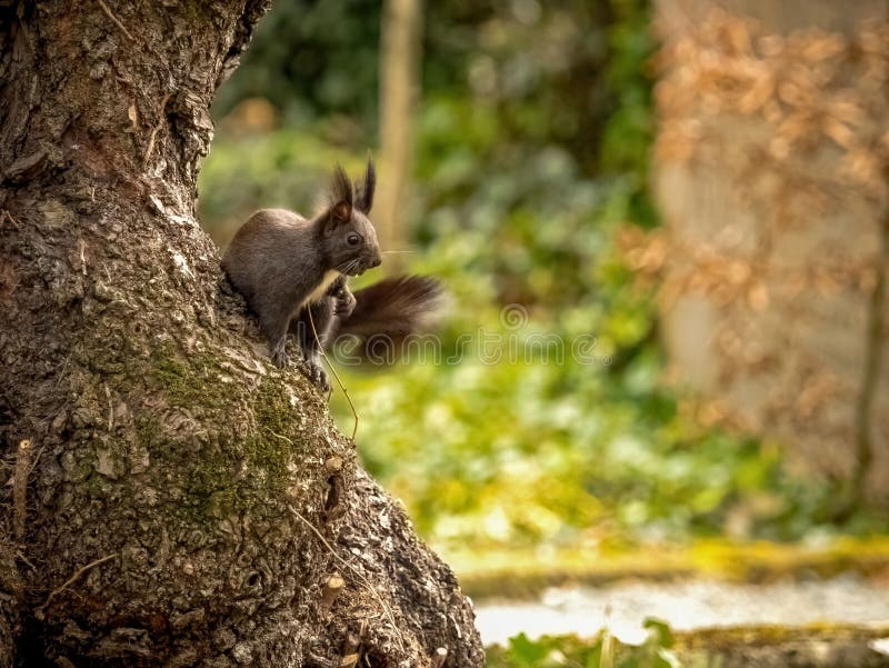 Curious Eastern Gray Squirrel Standing on Its Hind Legs, Peering Out from Behind a Large Tree ...