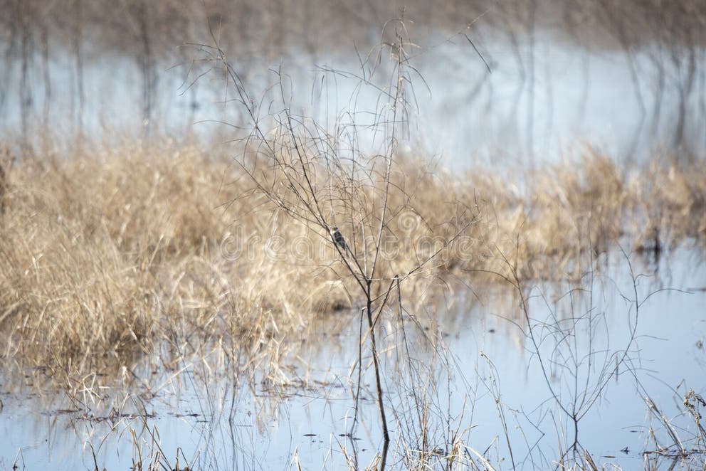 Curious Eastern Phoebe stock photo. Image of beak, environmental ...