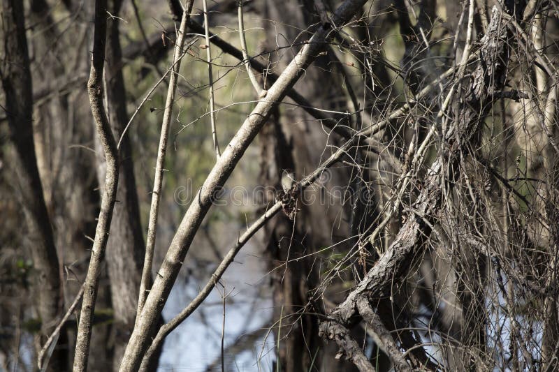 Curious Eastern Phoebe stock image. Image of horizontal - 213925773