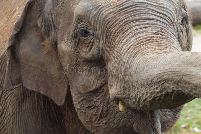 Curious elephant stock image. Image of landscape, national - 7307523