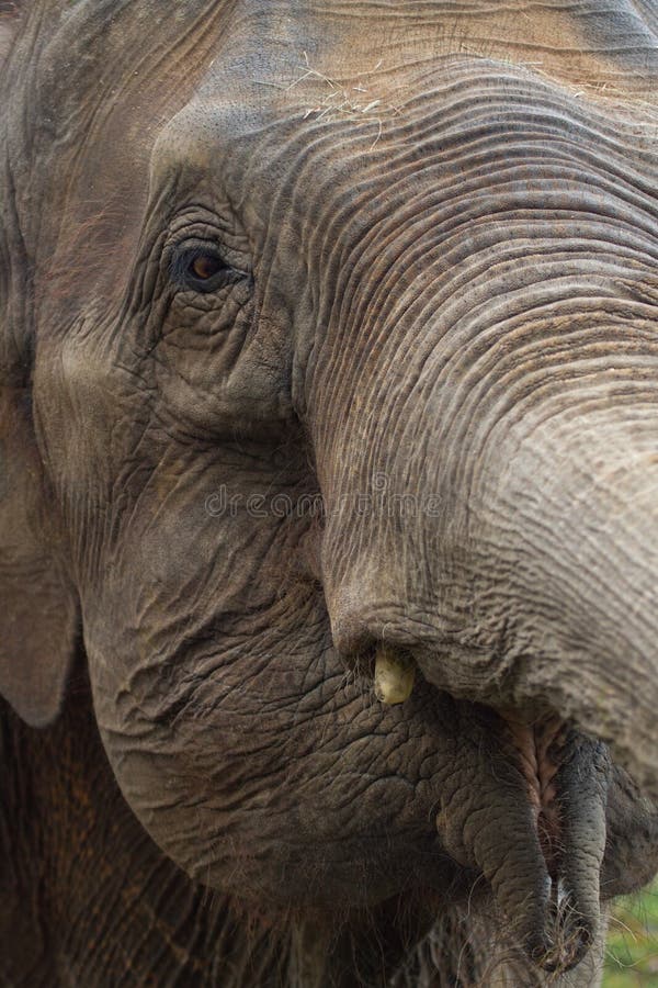 Curious elephant stock image. Image of landscape, national - 7307523