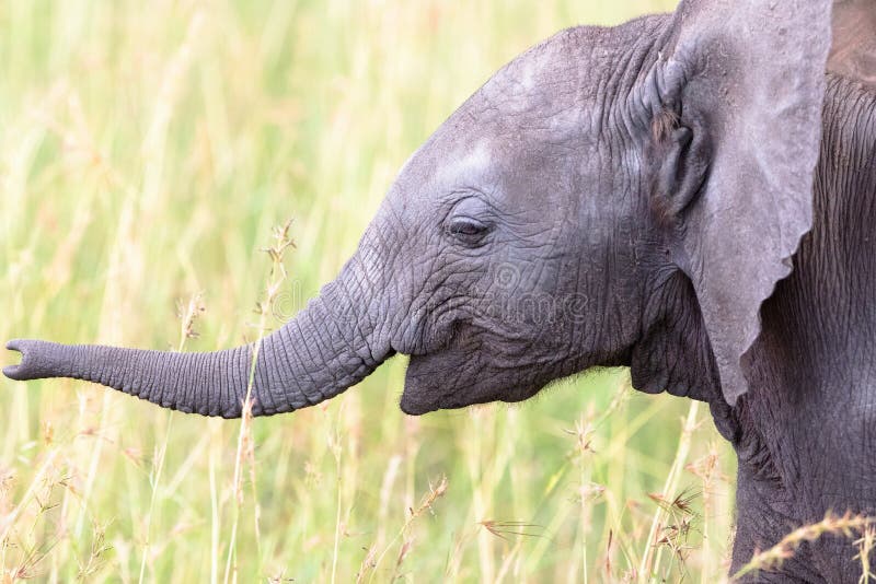 Curious elephant stock image. Image of landscape, national - 7307523
