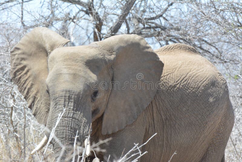 Curious elephant stock image. Image of landscape, national - 7307523