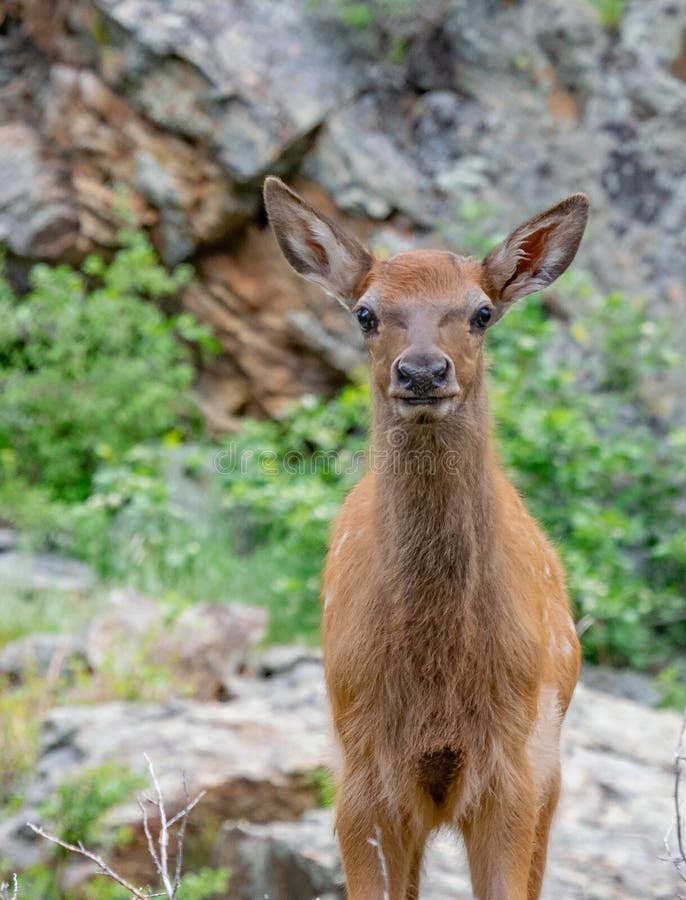 Curious Elk Calf stock photo. Image of wildlife, mountain - 153605176