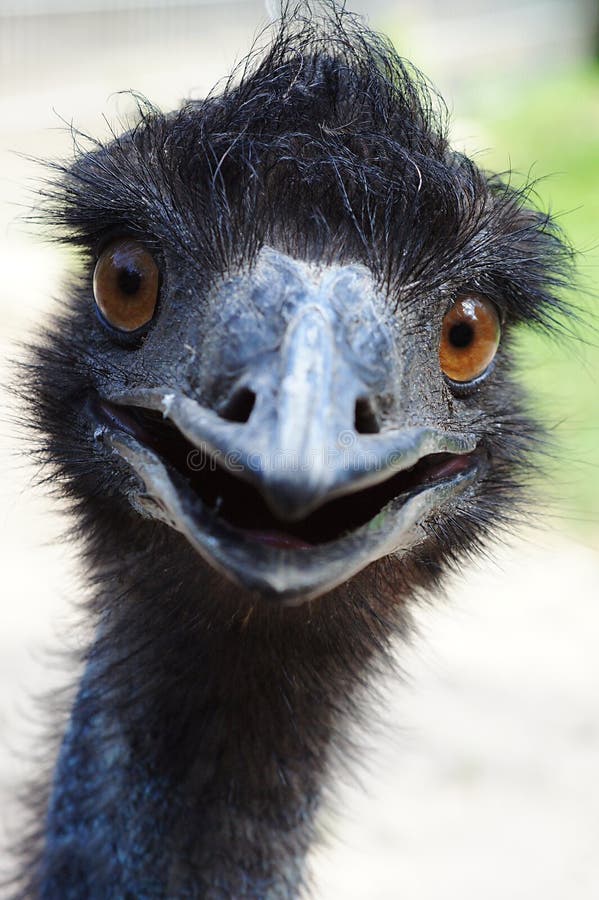 Crazy Emu stock photo. Image of scary, giant, crazy, large - 13082348