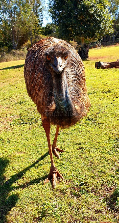 Curious Emu Walking stock image. Image of queensland - 190864583