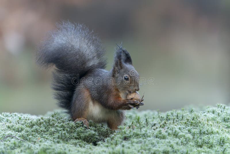 Curious Eurasian Red Squirrel Sciurus Vulgaris in the Forest Stock ... Curious Eurasian Red Squirrel Sciurus Vulgaris in the Forest Stock ...