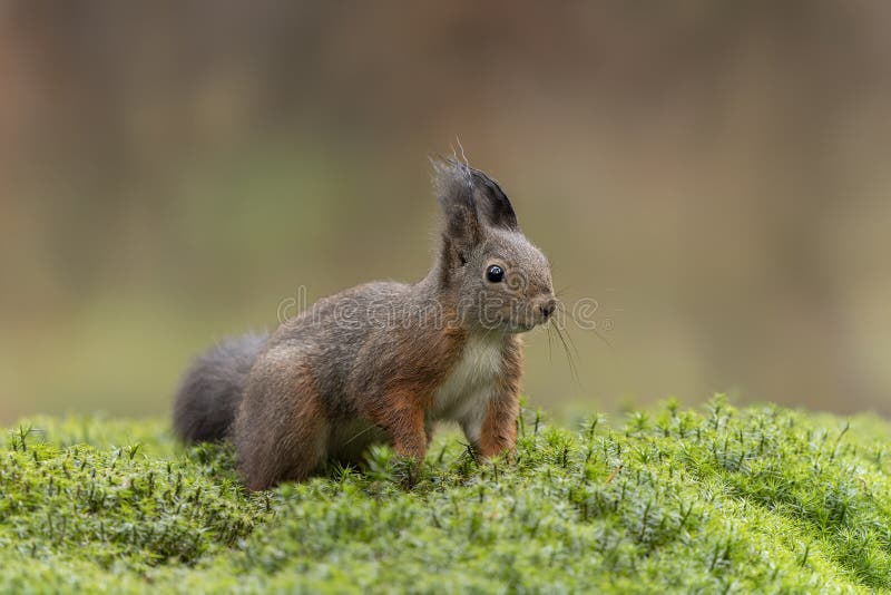 Curious Eurasian Red Squirrel Sciurus Vulgaris in the Forest of Noord ...
