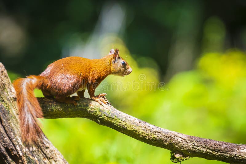 Curious Eurasian Red Squirrel, Sciurus Vulgaris, Running and Jumping ...
