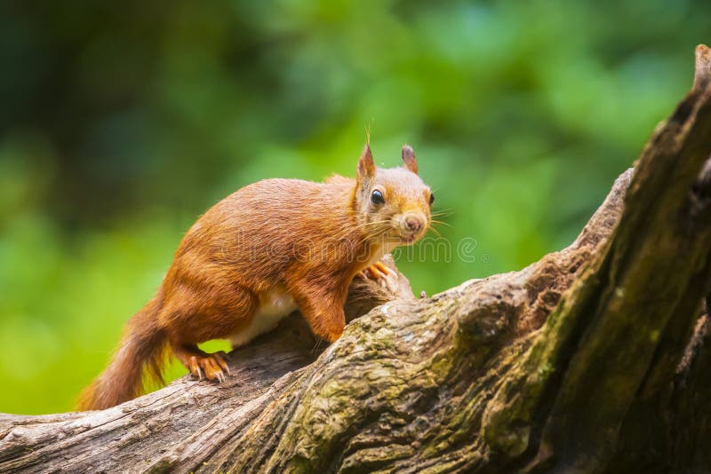 Curious Eurasian Red Squirrel, Sciurus Vulgaris, Running and Jumping ...