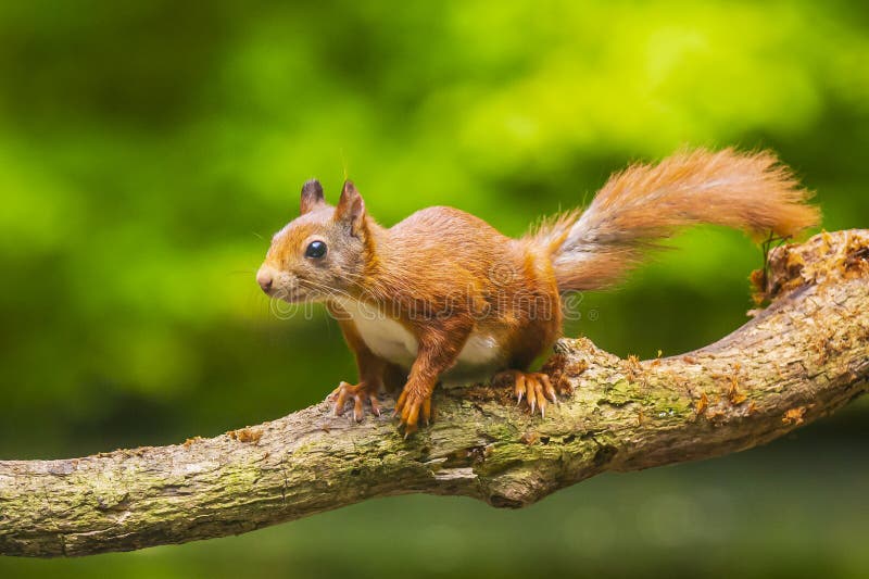 Curious Eurasian Red Squirrel, Sciurus Vulgaris, Running and Jumping ...