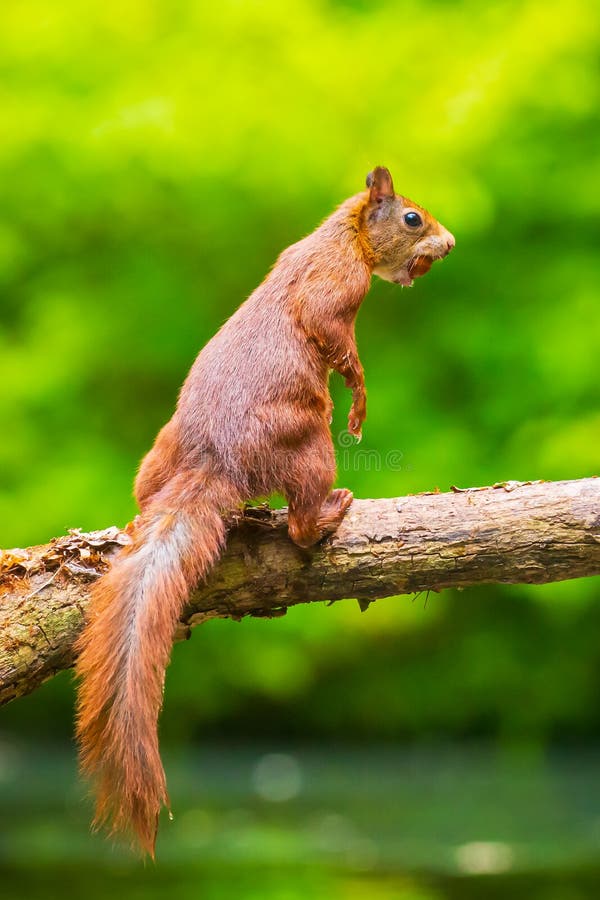 Curious Eurasian Red Squirrel, Sciurus Vulgaris, Running and Jumping ...