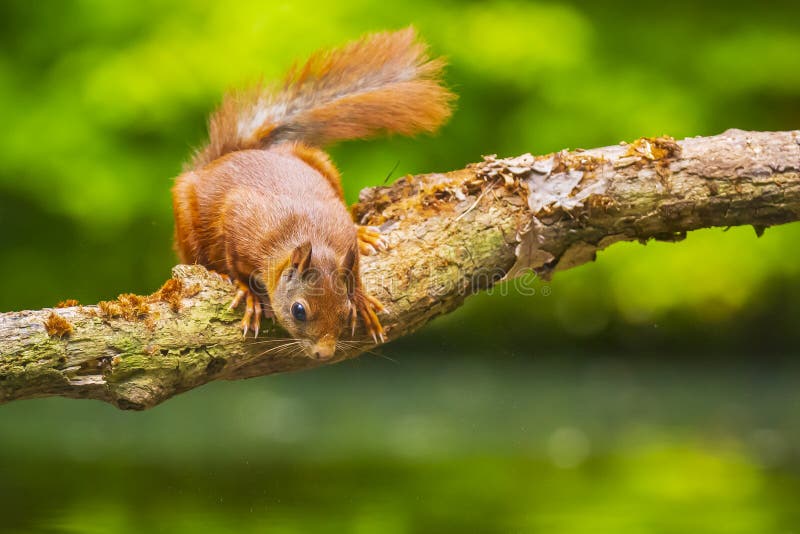 Curious Eurasian Red Squirrel, Sciurus Vulgaris, Running and Jumping ...