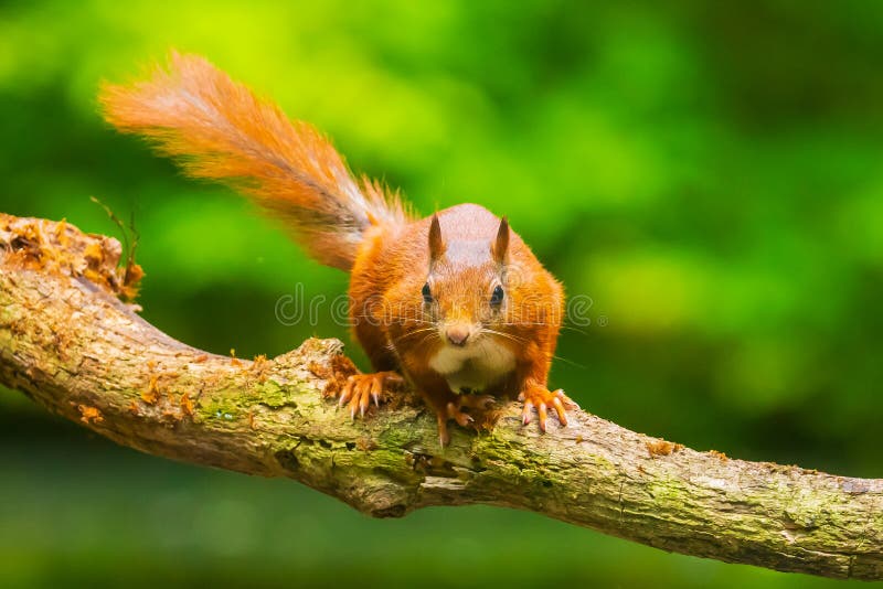 Curious Eurasian Red Squirrel, Sciurus Vulgaris, Running and Jumping ...