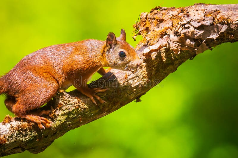 Curious Eurasian Red Squirrel, Sciurus Vulgaris, Running and Jumping ...