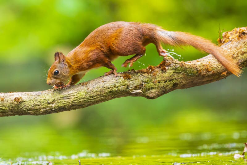 Curious Eurasian Red Squirrel, Sciurus Vulgaris, Running and Jumping ...